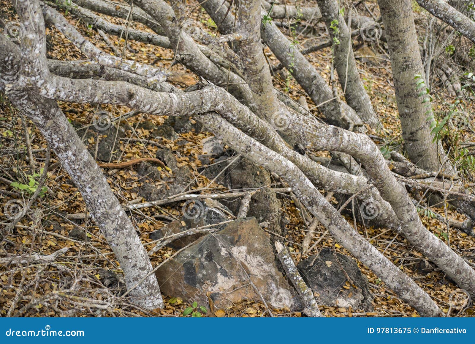 Forest Trunks at Ground stock image. Image of tree, forest - 97813675