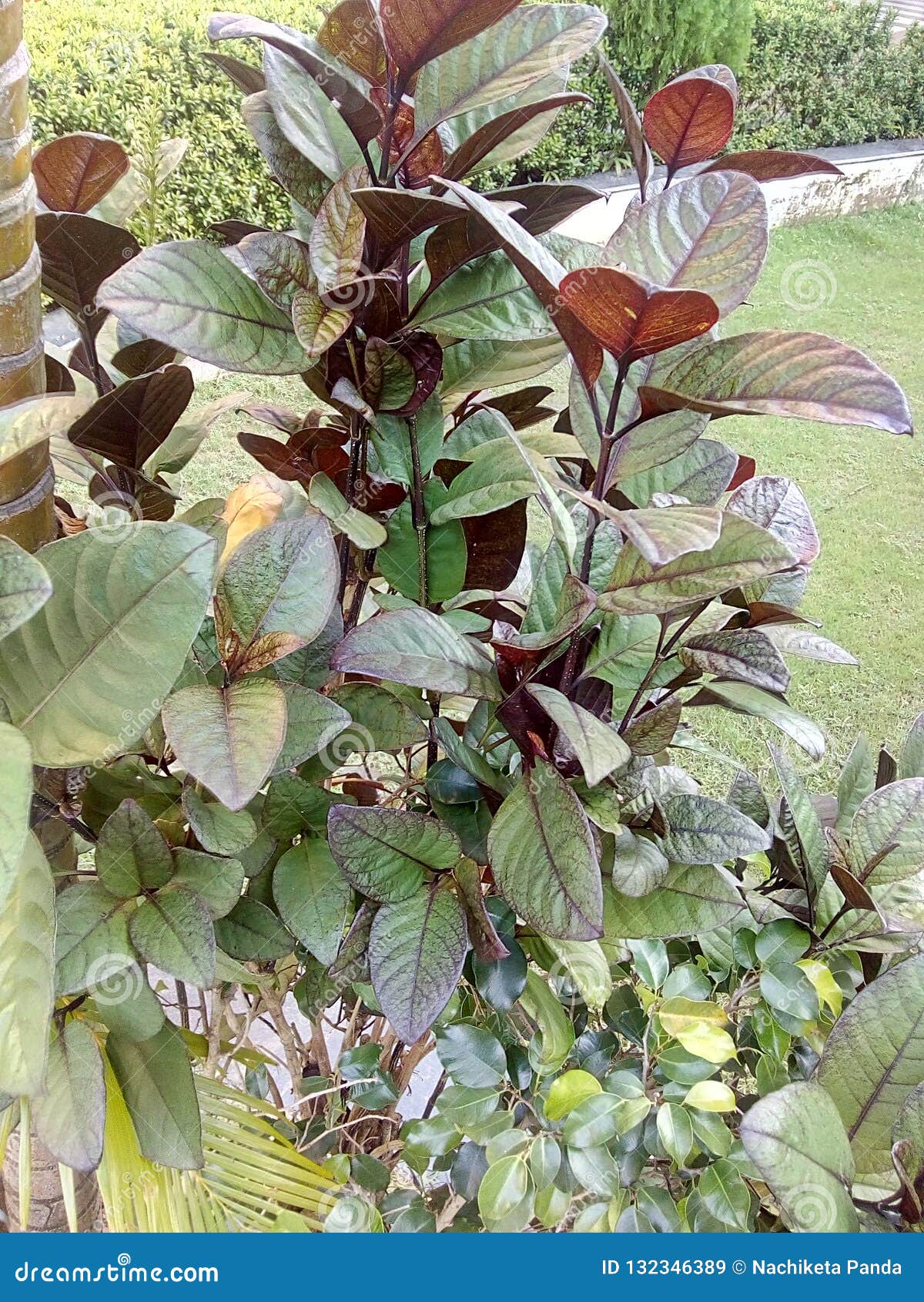 Tulsi stock image. Image of ayurvedic, forest, plant - 132346389