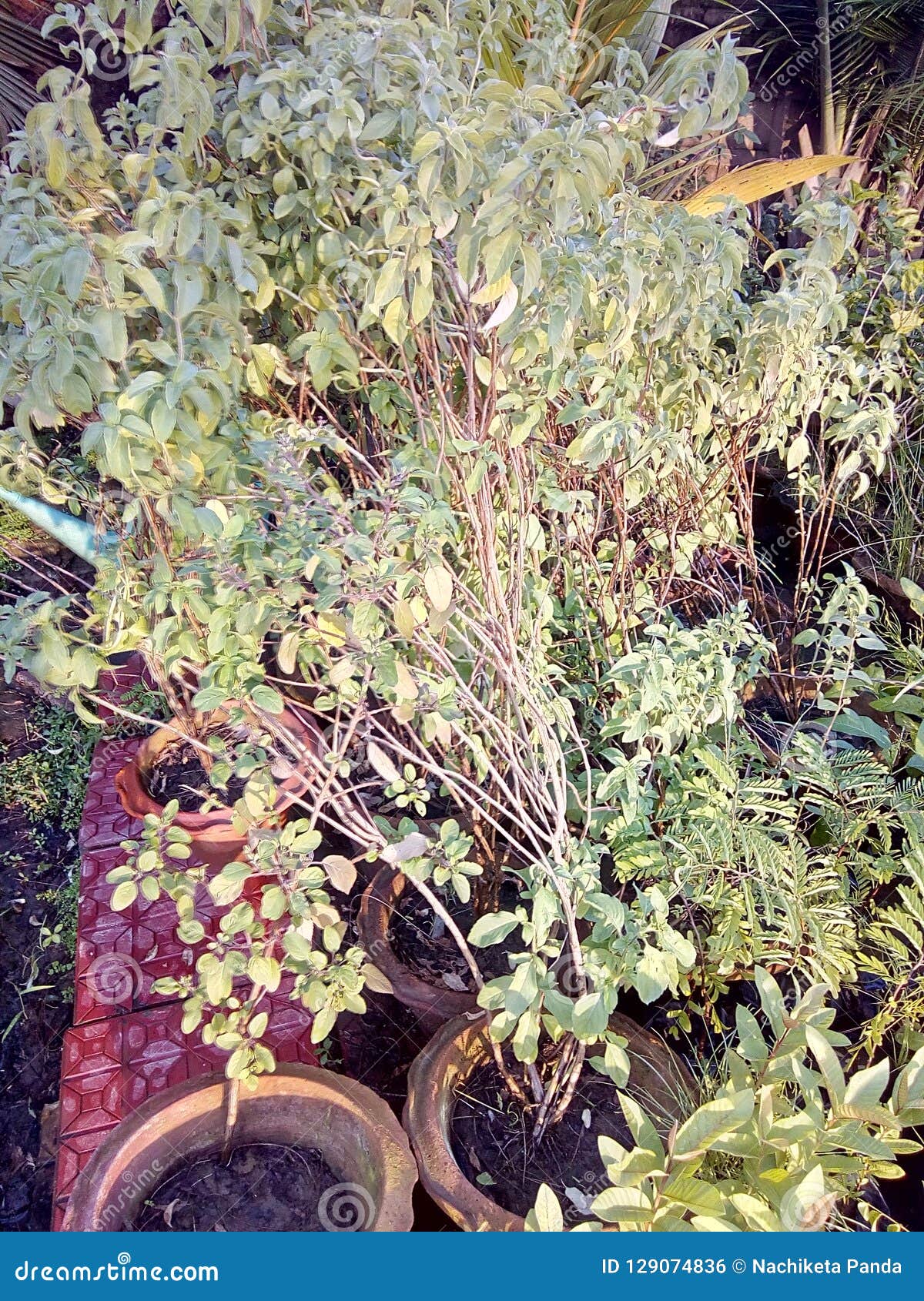 Tulsi tree stock photo. Image of tulsi, ayurvedictree - 129074836