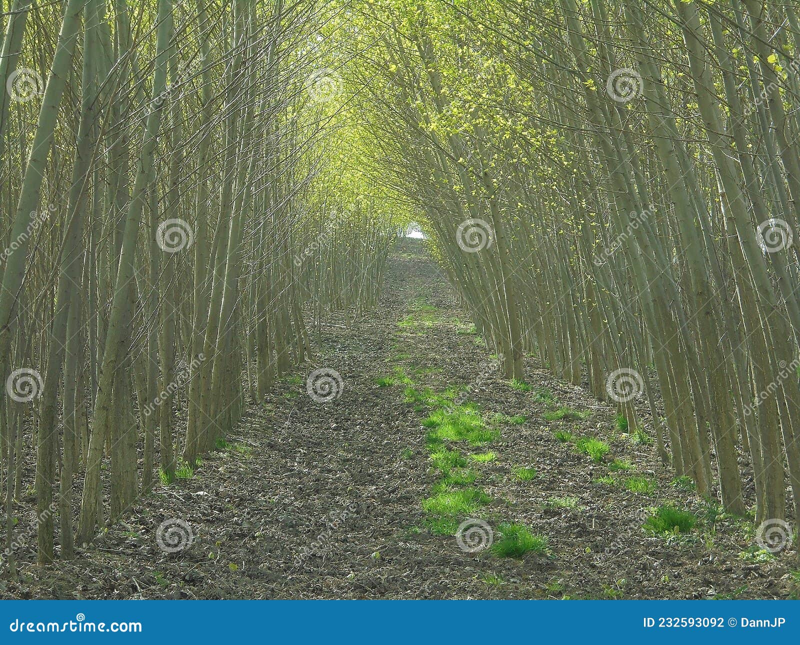 Forest Tunnel of Young Broadleaf Trees Under Harsh Spring Sunlight ...