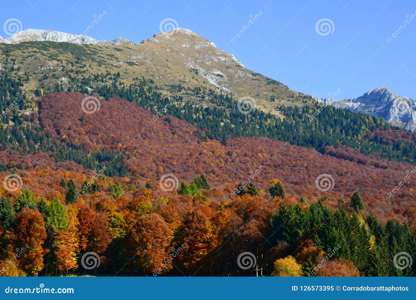 The Forest Turns Red in Autumn Stock Image - Image of edmonton, bolivia ...