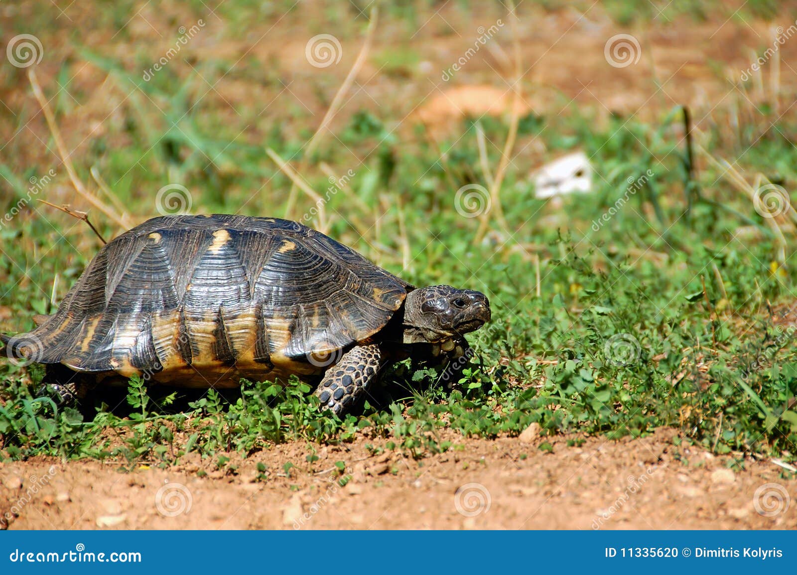 Forest turtle stock photo. Image of nature, slow, wildlife - 11335620