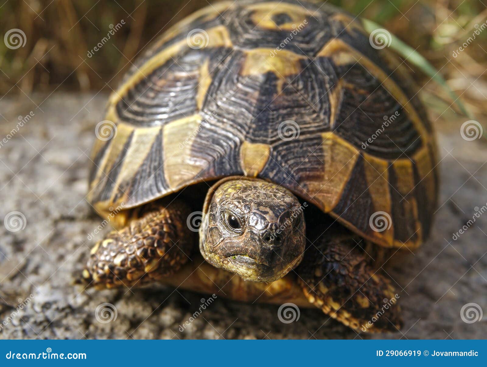 Forest turtle stock image. Image of reptile, pets, nature - 29066919