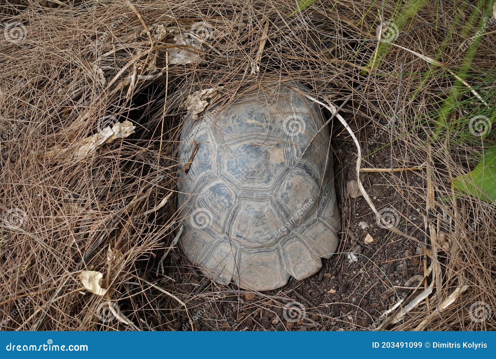 Forest Turtle Aestivating Under Pine Needle Nest on a Hot Summer Day ...