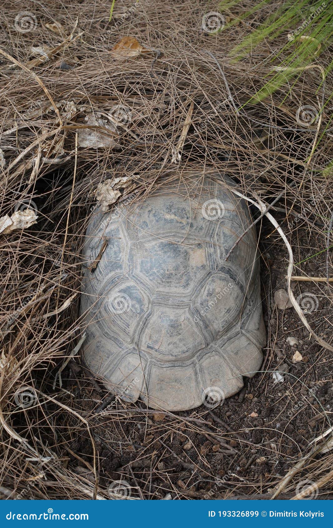 Forest Turtle Aestivating Under Pine Needles on a Hot Summer Day Stock ...