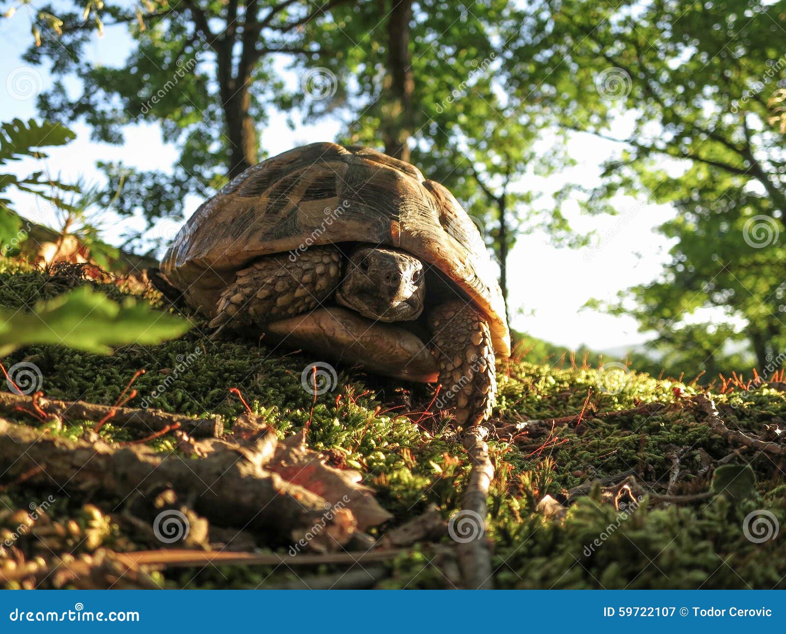 Forest turtle stock image. Image of protection, foot - 59722107