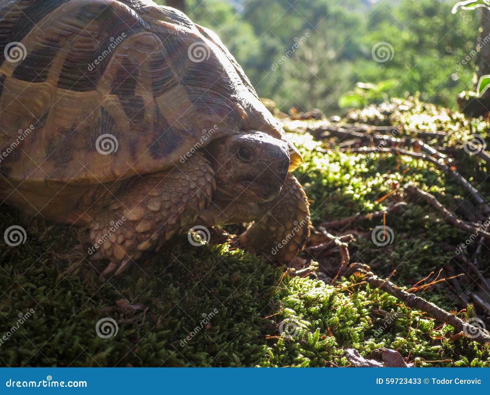 Forest turtle stock image. Image of environment, denticulata - 59723433