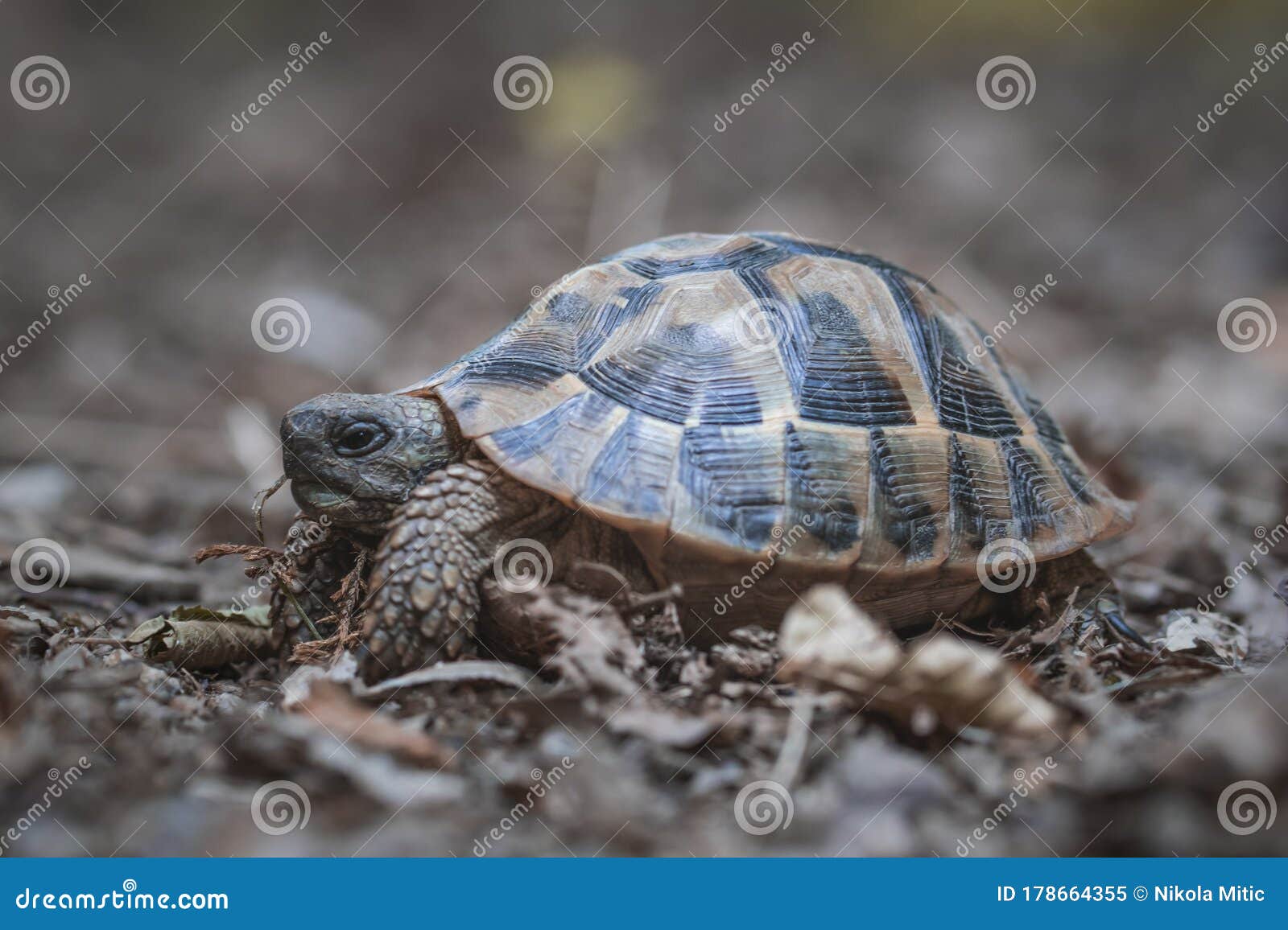 Forest Turtle in a Natural Environment Stock Illustration ...