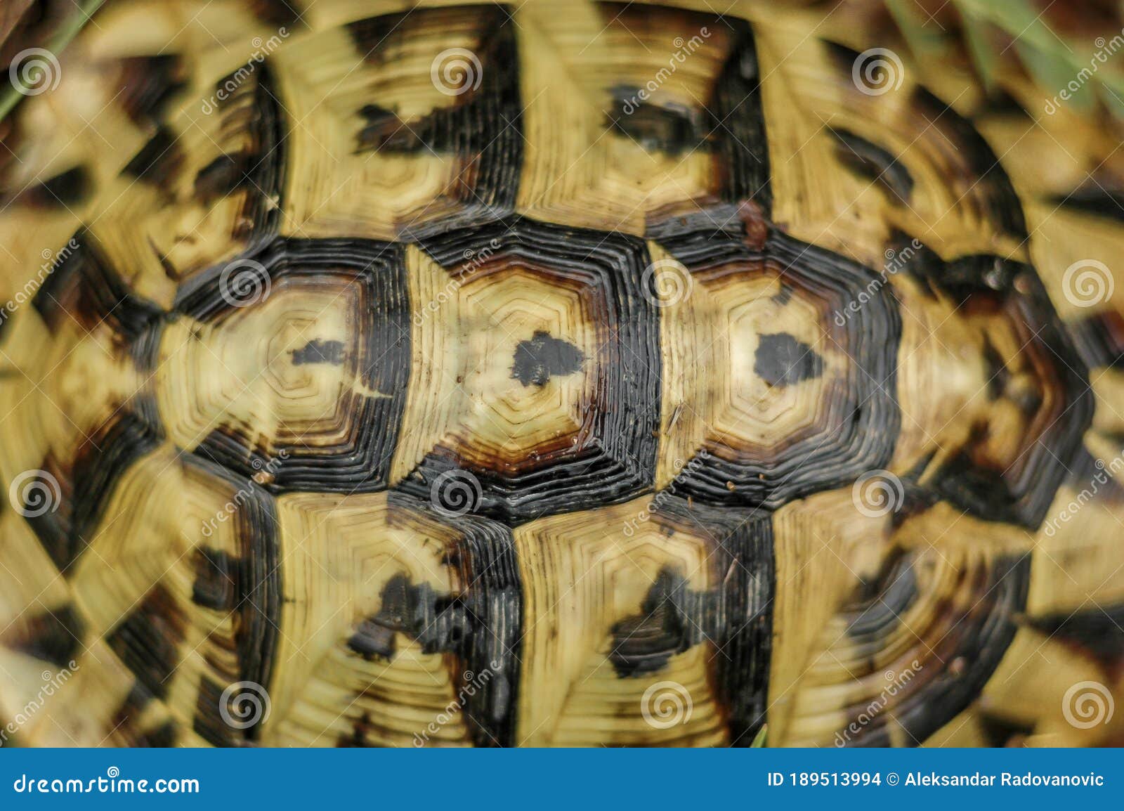 The Forest Turtle Shell Background Stock Photo - Image of delle ...