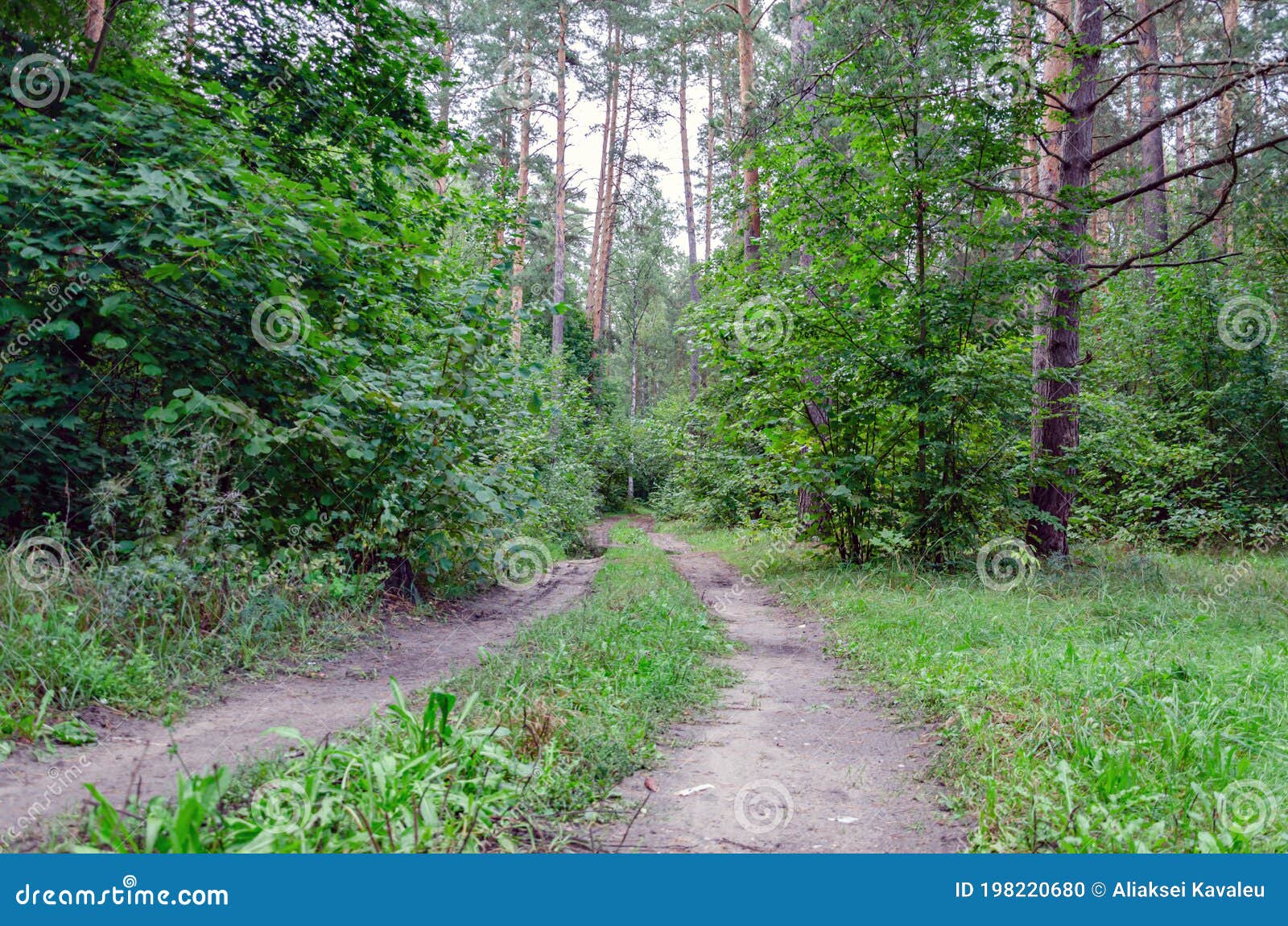In The Forest, Two Pedestrian Paths Merged Into One. Summer Landscape ...