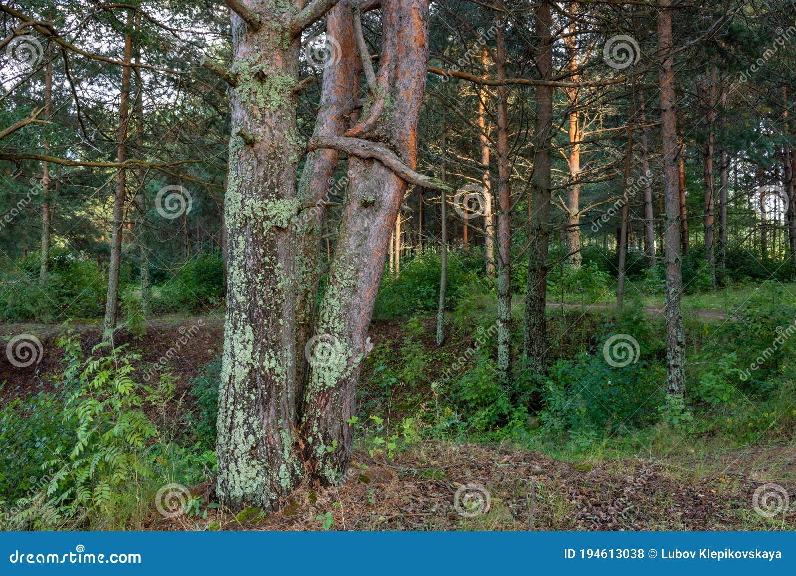In the Forest Two Pines Grow Side by Side Stock Photo - Image of moss ...
