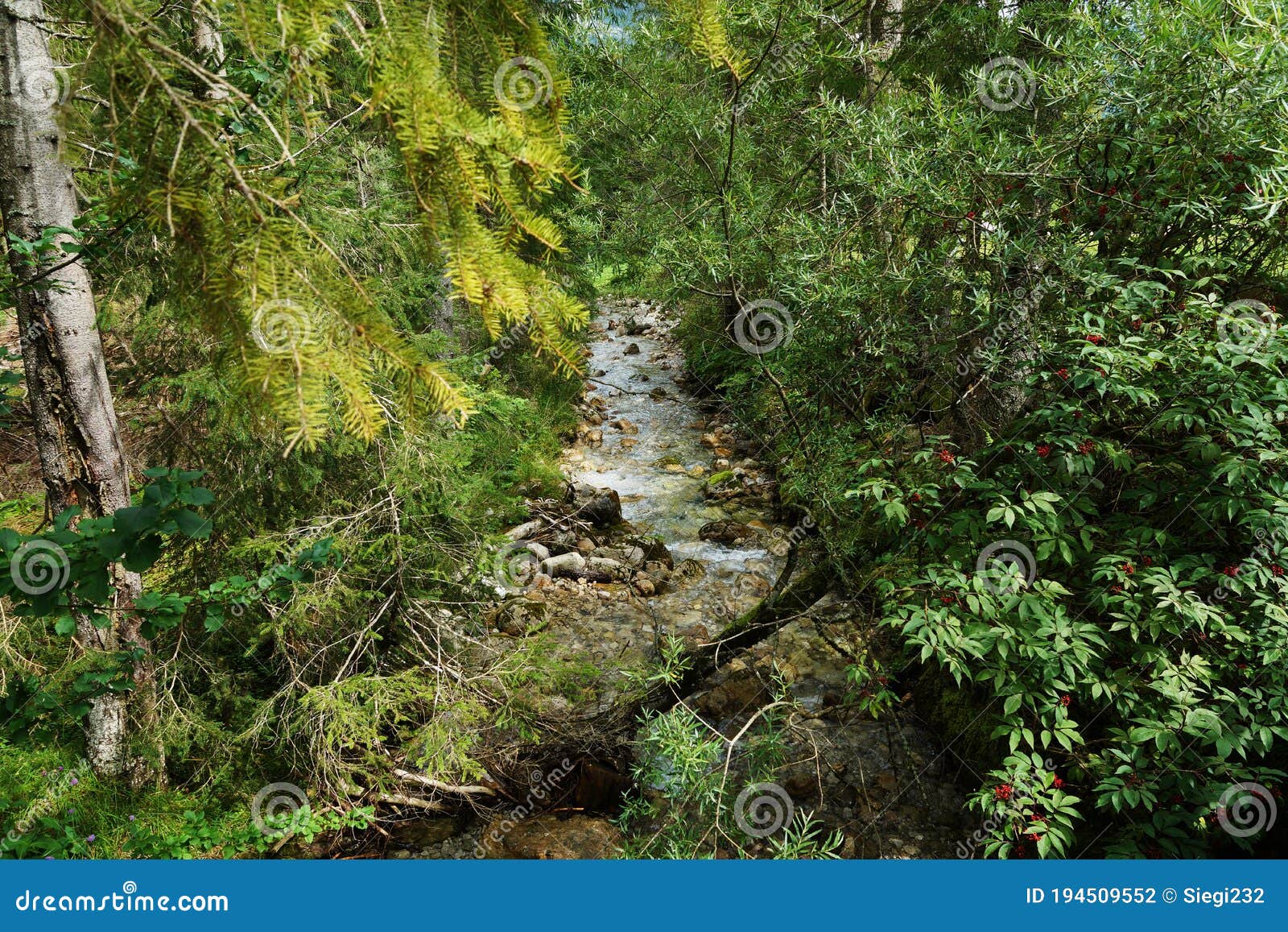 Forest in the Tyrolean Alps Stock Photo - Image of import, firewood ...