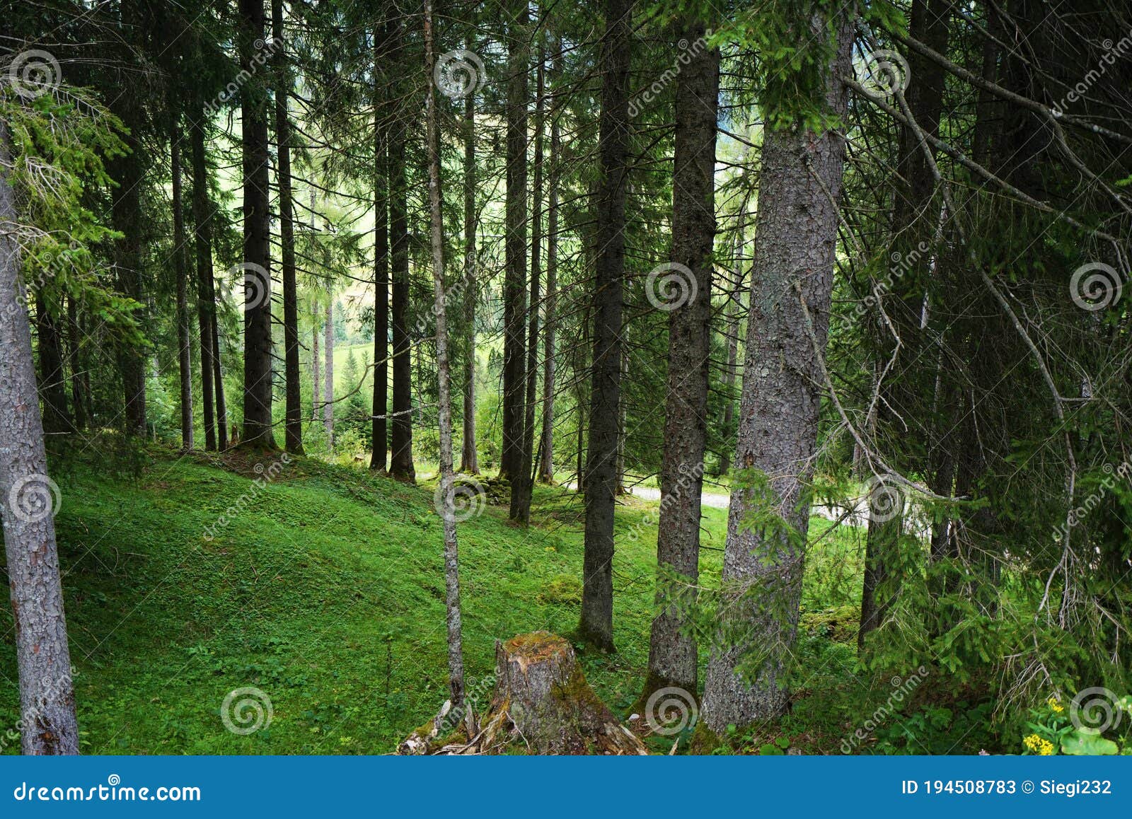 Forest in the Tyrolean Alps Stock Image - Image of fungicide, forest ...