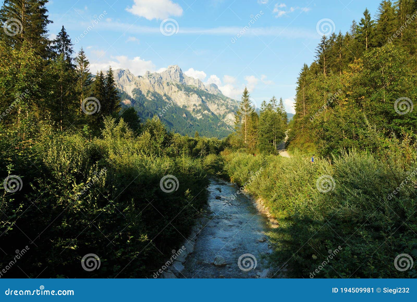 Forest in the Tyrolean Alps Stock Image - Image of fungicide, firewood ...