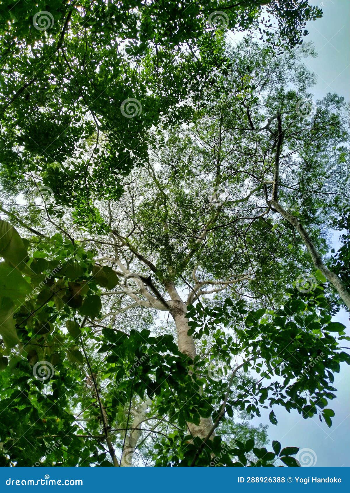 Forest, Under Big Trees that Tower High Above Stock Photo - Image of ...