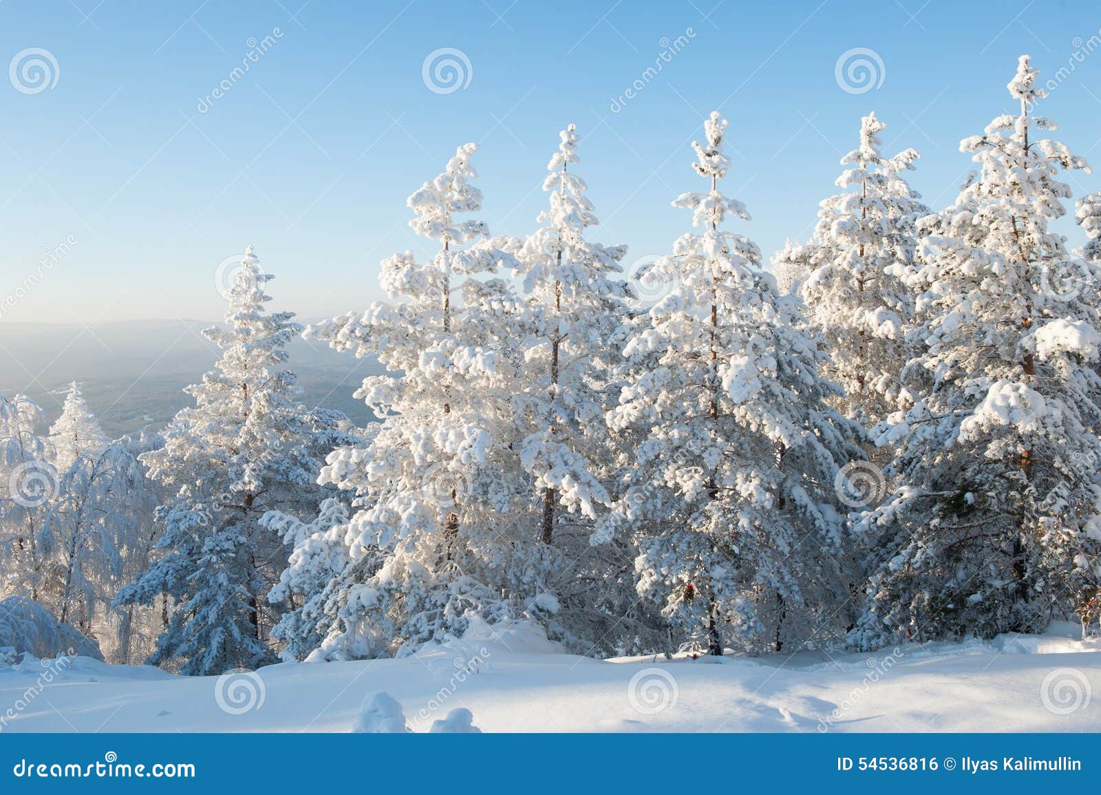 Forest under heavy snow stock photo. Image of blue, calm - 54536816