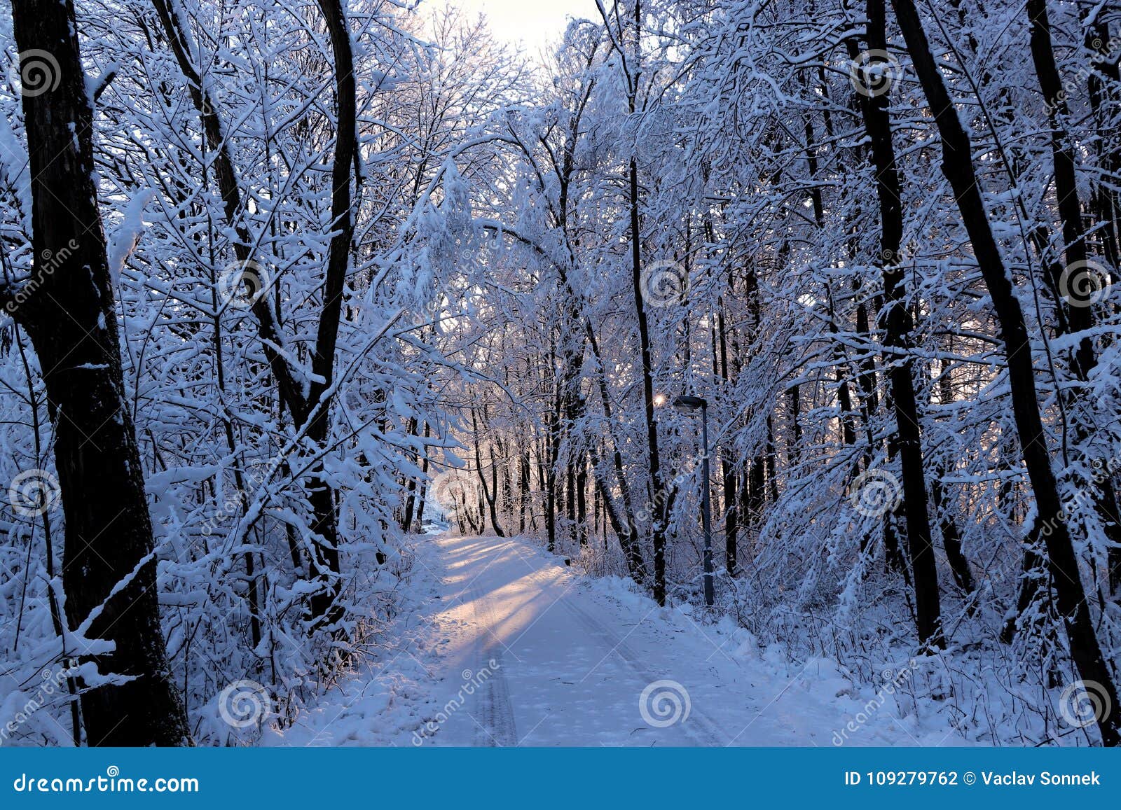 The Forest Under Snow with Sun Rays Stock Photo - Image of avenue ...