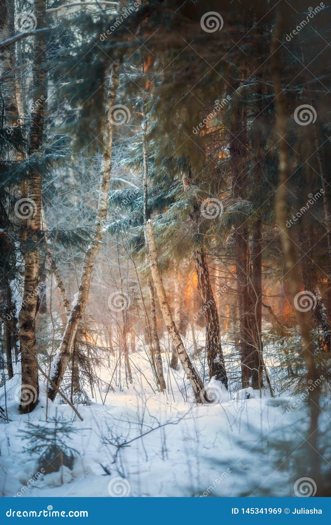 Forest Under Snow at Sunny Evening Stock Image - Image of lines, piste ...