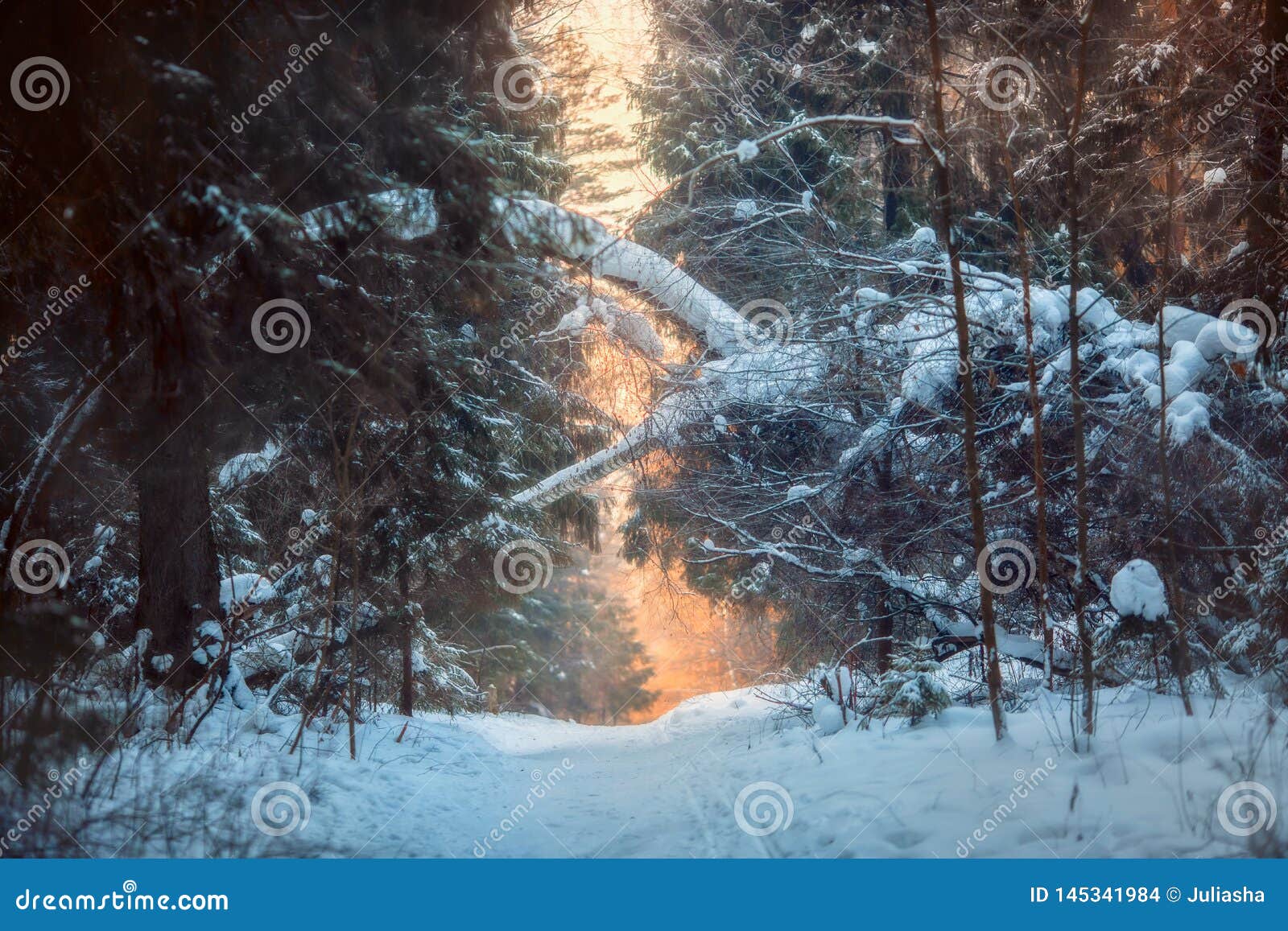 Forest Under Snow at Sunny Evening Stock Photo - Image of evening ...
