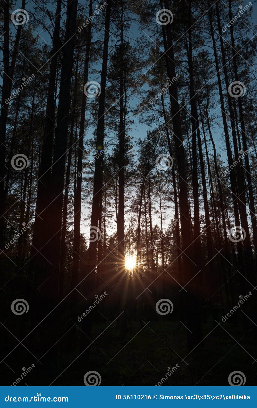 Forest Under Sunset Sunbeam. Sun and Trees Stock Photo - Image of ...