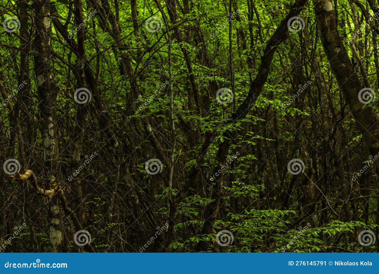 In the Forest Under the Woods at Midday Stock Image - Image of woodland ...