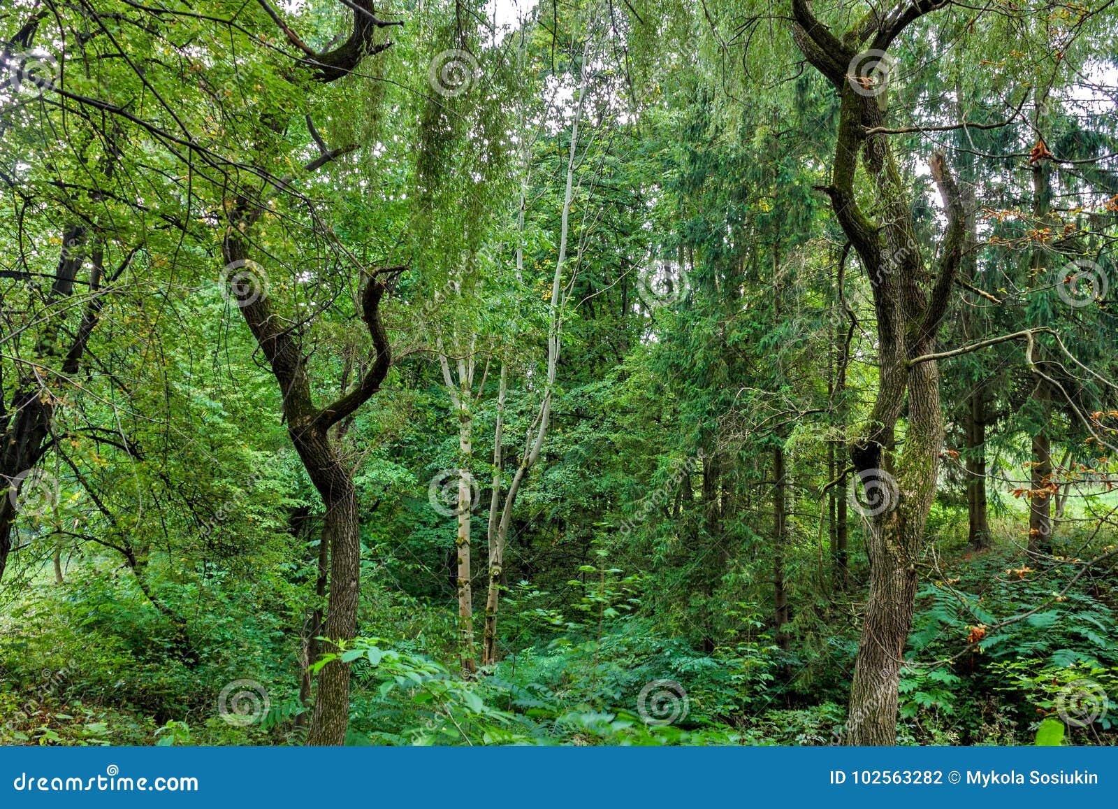 Forest Undergrowth Vegetation. Grass Growing on Herbaceous Layer of ...