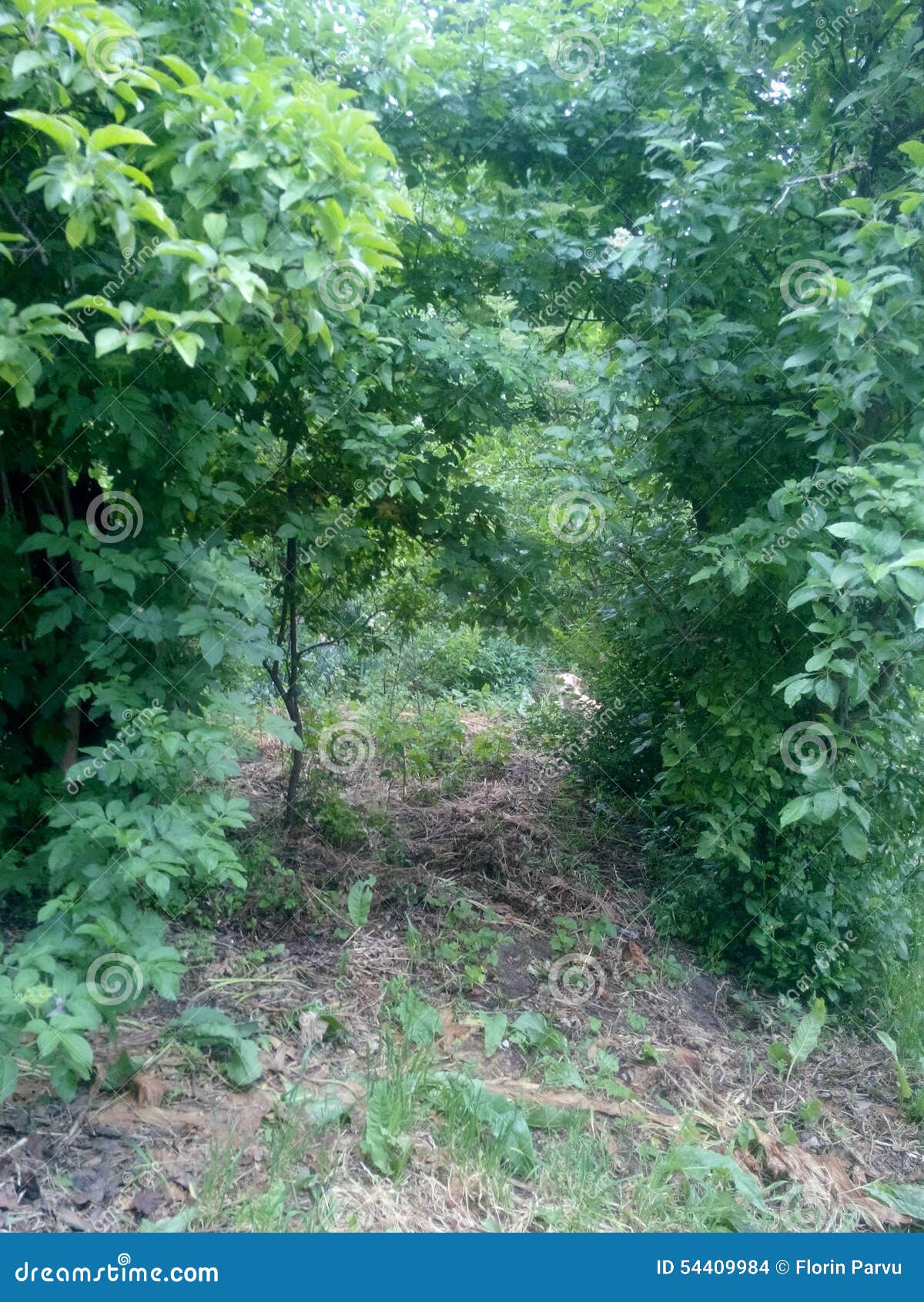 Forest unwalked path stock photo. Image of leaves, green - 54409984