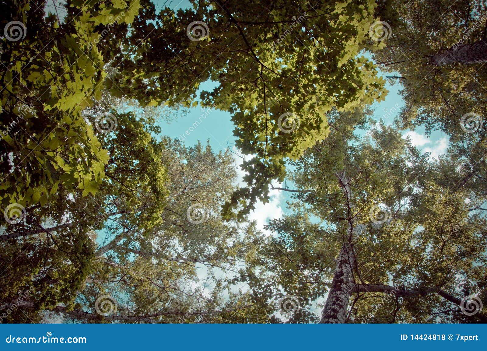 Forest up stock photo. Image of green, wilderness, park - 14424818