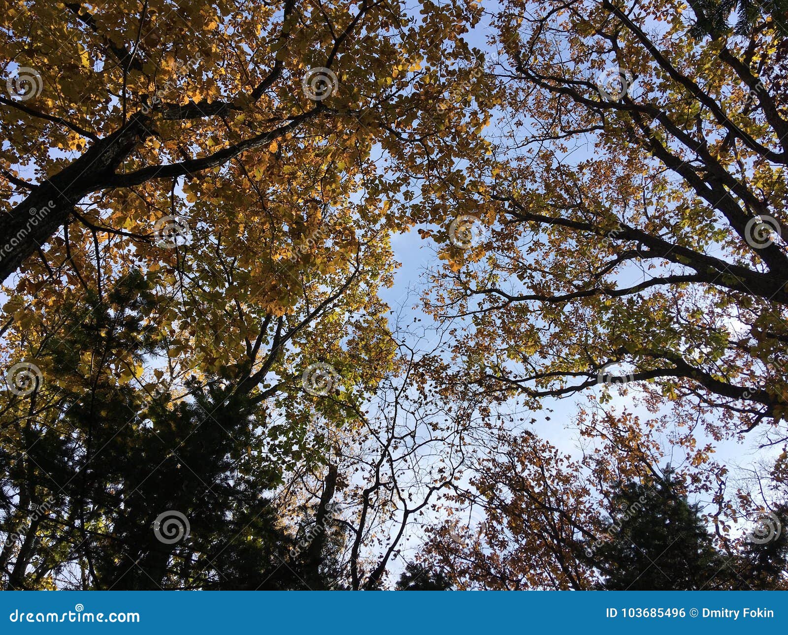 Forest, up view on trees. stock photo. Image of early - 103685496