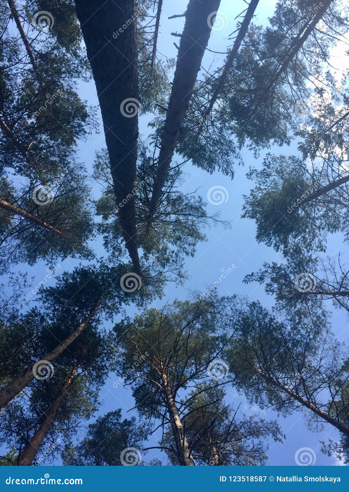 Forest upside down stock image. Image of upside, trees - 123518587