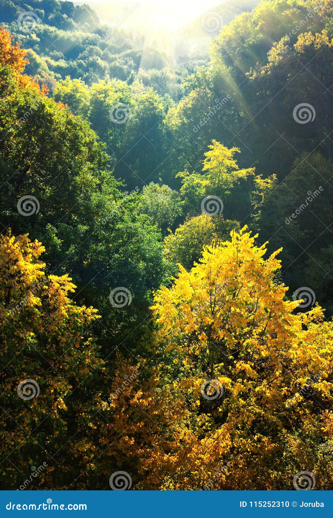 Forest in valley in fall stock photo. Image of environment - 115252310