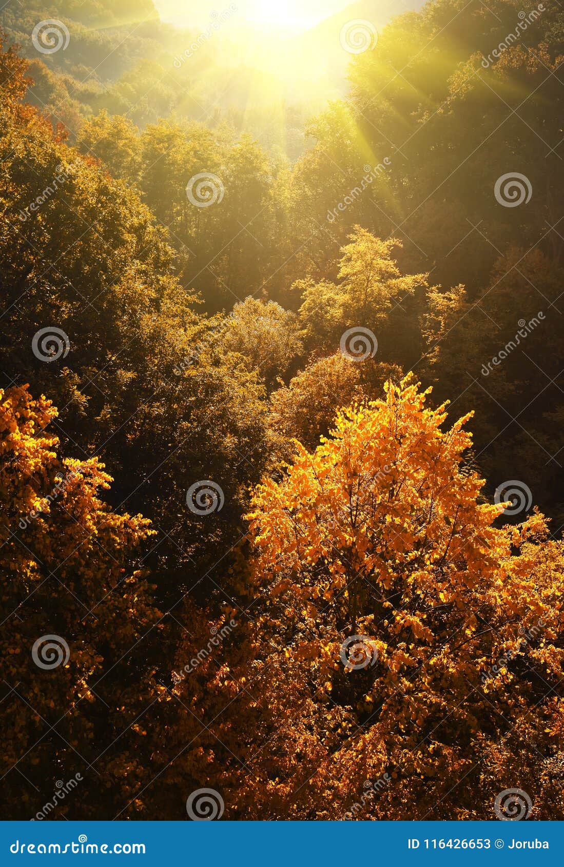 Forest in valley in fall stock image. Image of garda - 116426653