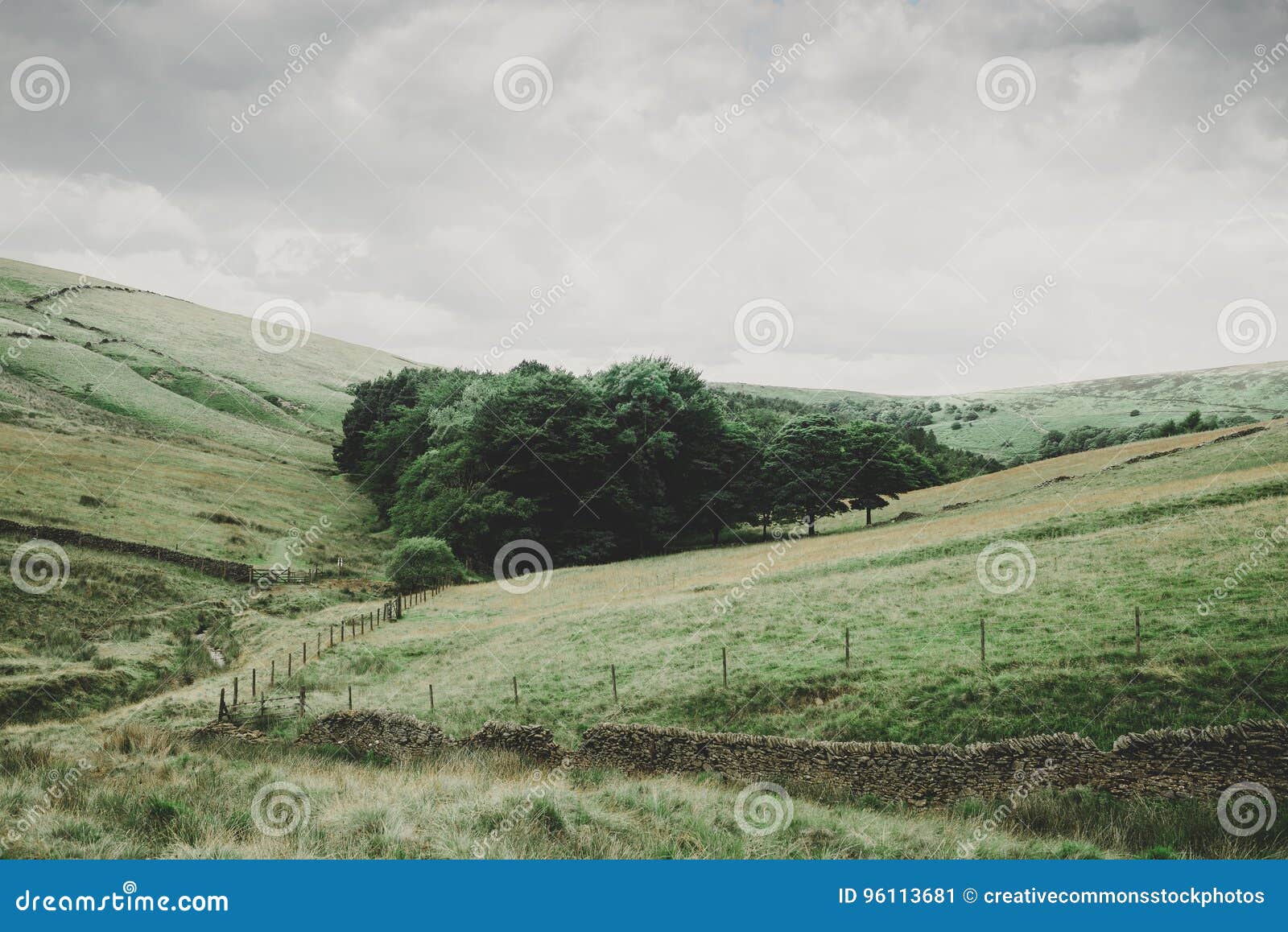 Forest In Valley Picture. Image: 96113681