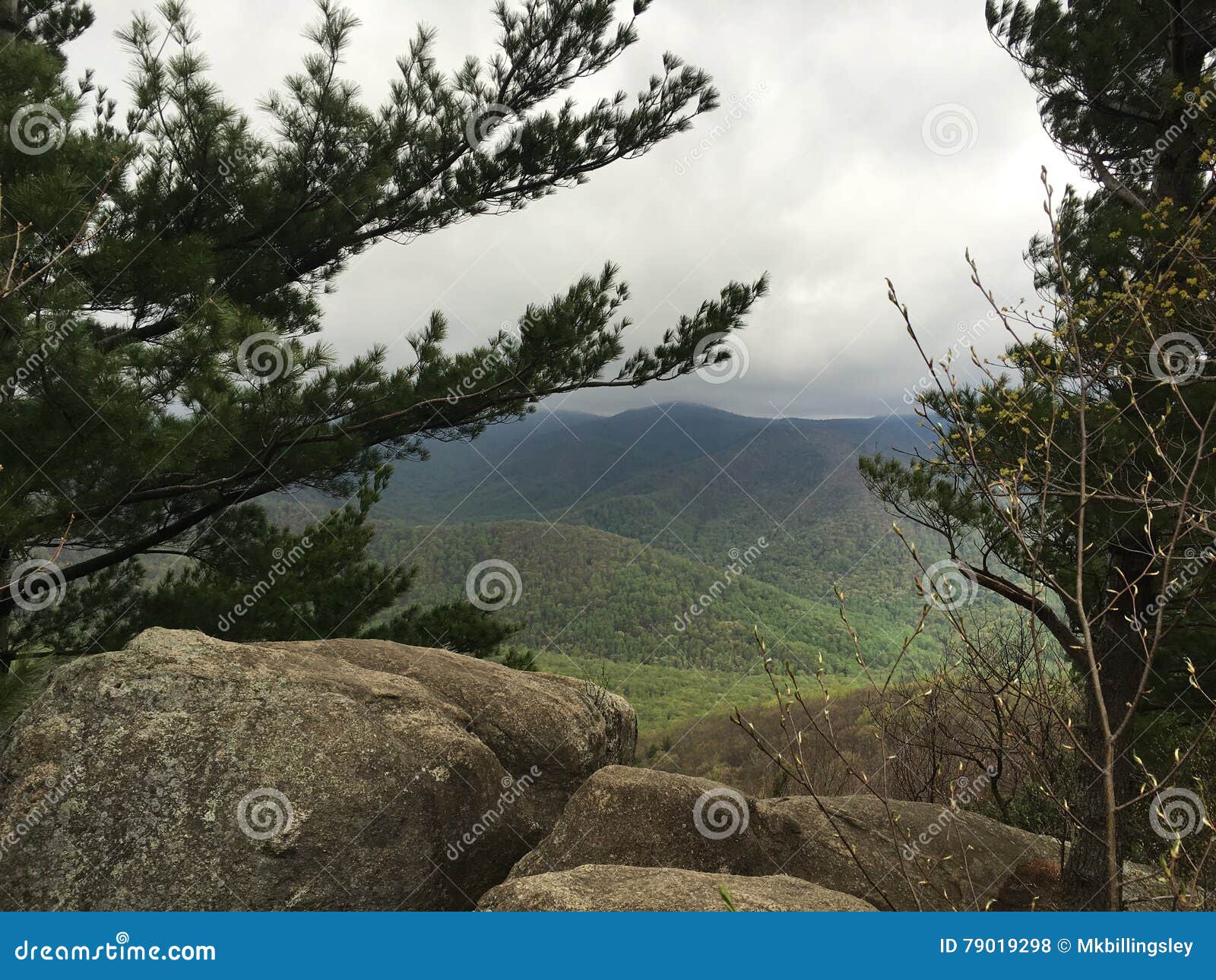 Forest Valley View stock photo. Image of edge, valley - 79019298