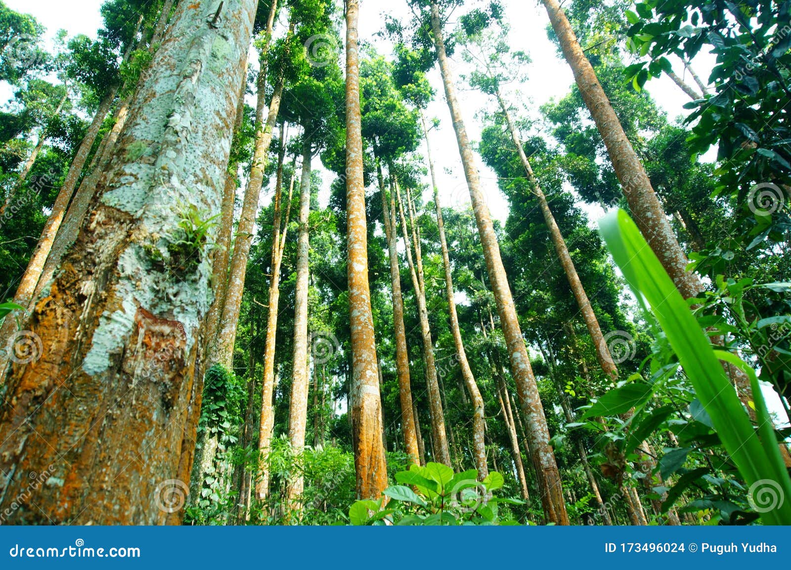 A Forest with a Variety of Trees and Plants on a Mountainside Stock ...