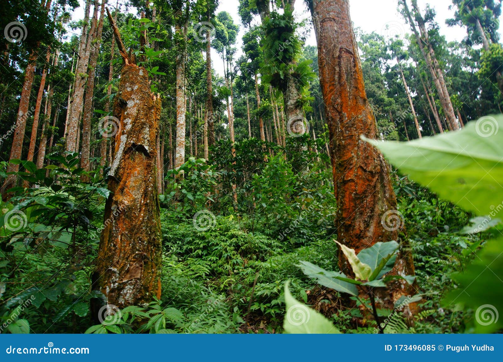A Forest with a Variety of Trees and Plants on a Mountainside Stock ...