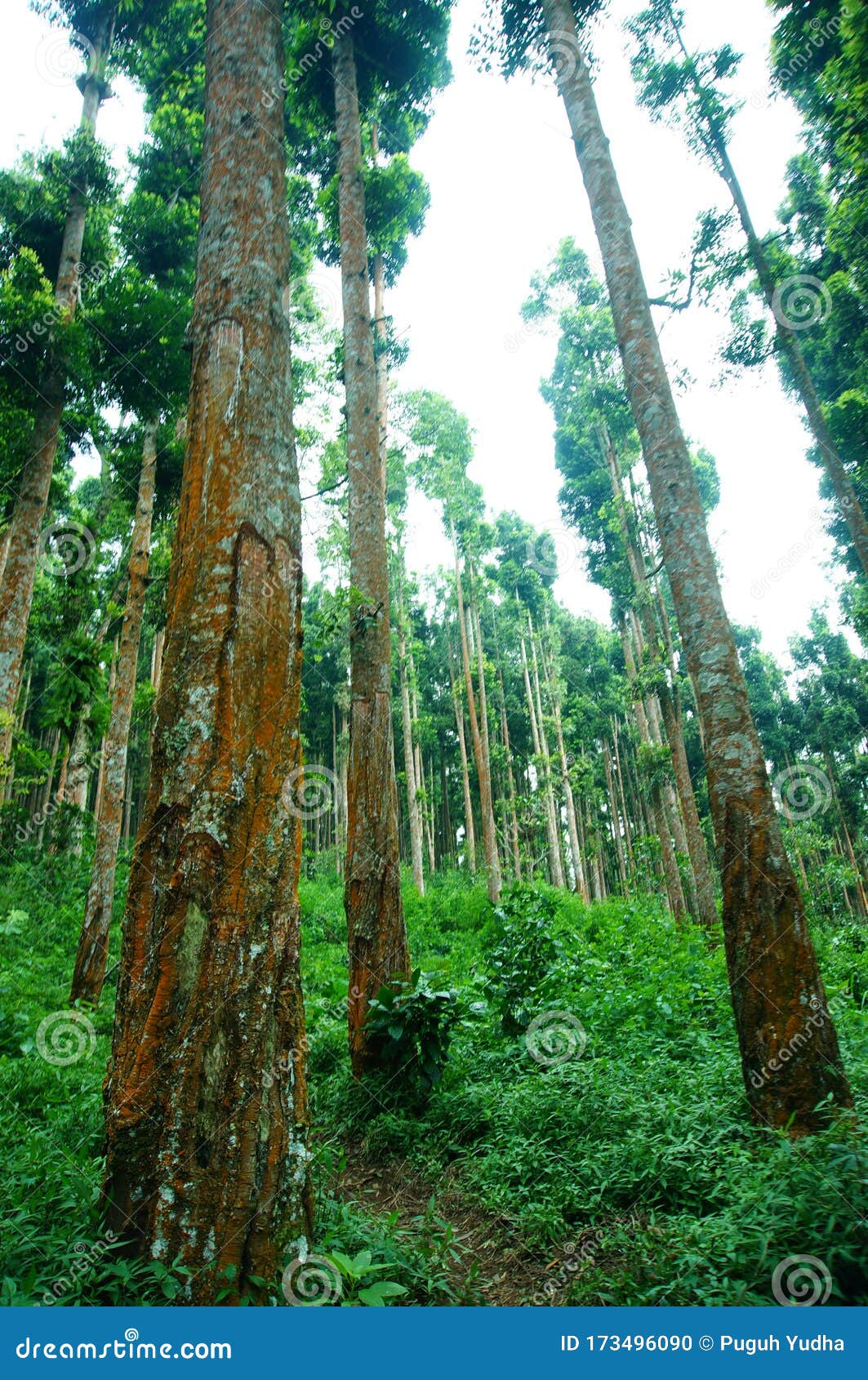 A Forest with a Variety of Trees and Plants on a Mountainside Stock ...
