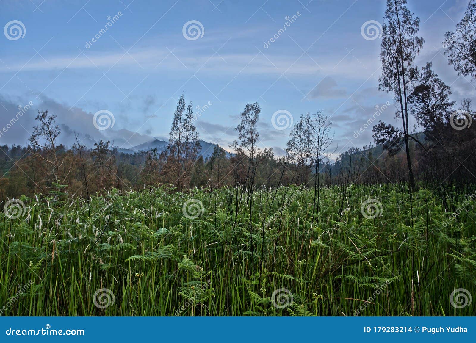 A Forest with a Variety of Trees and Plants on a Mountainside Stock ...