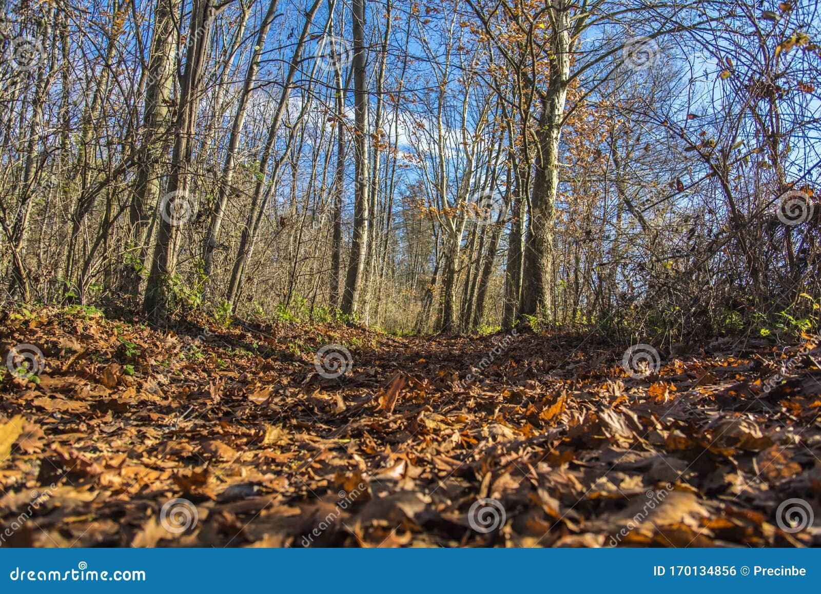 Forest vegetables stock photo. Image of forest, tree - 170134856