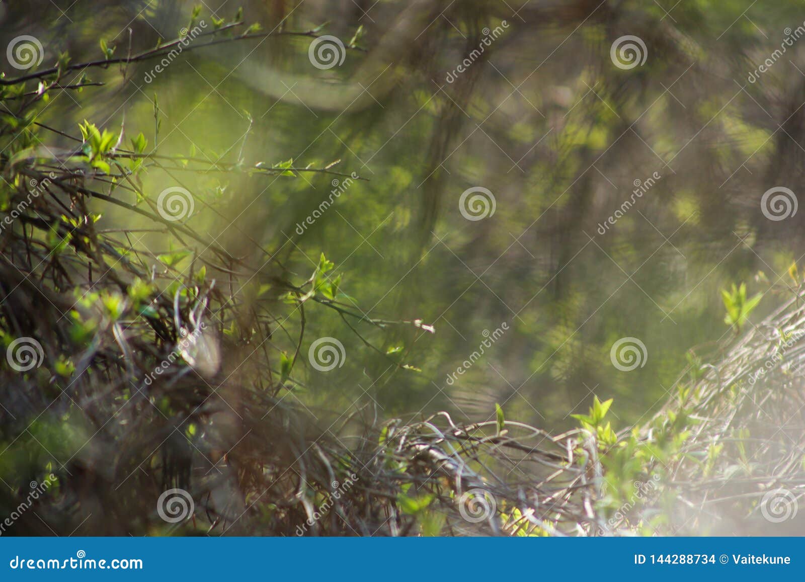 Fresh Young Spring Leaves in Forest Thicket. Stock Photo - Image of ...