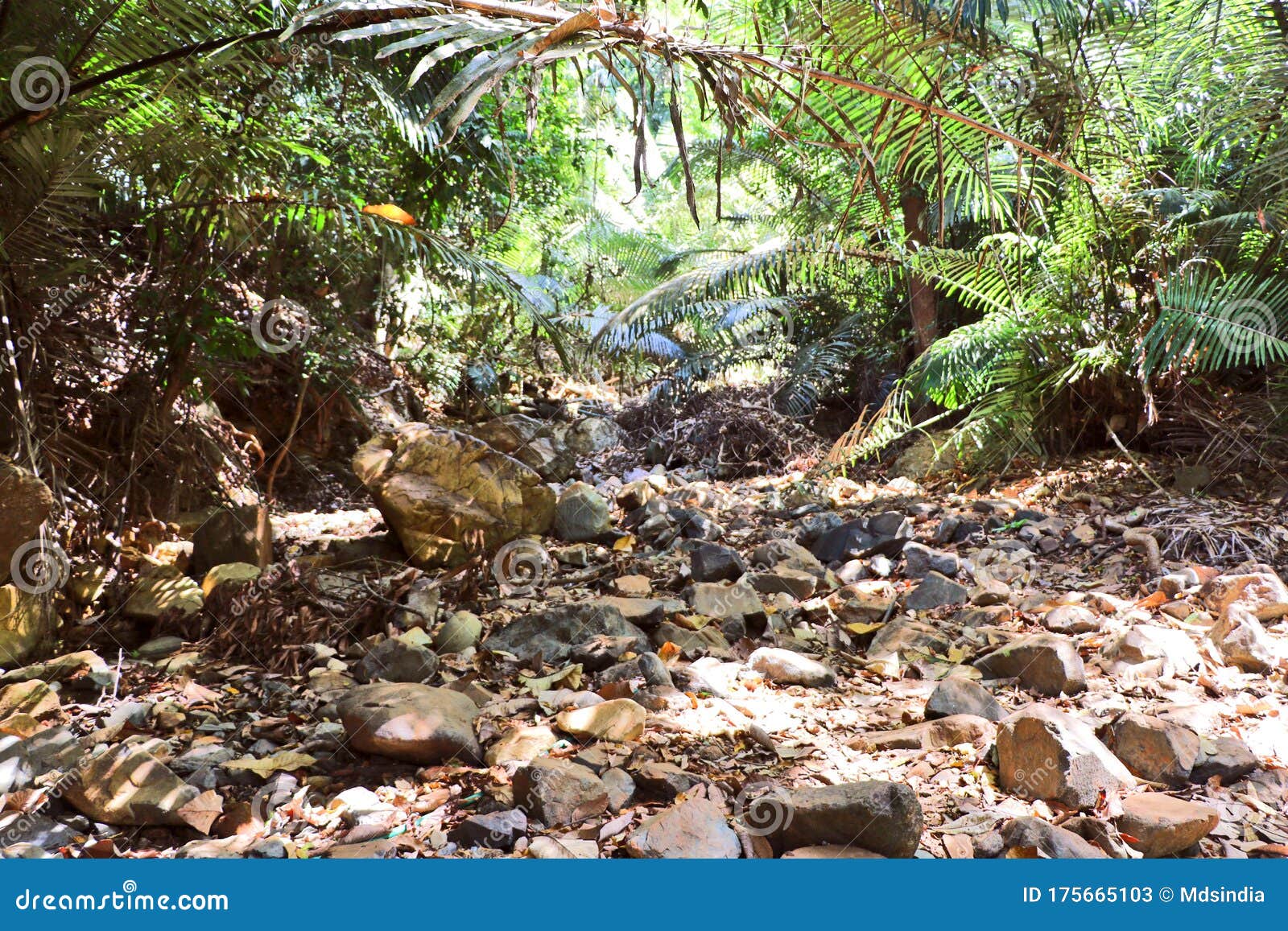 Forest Vegetation, Goa, India Stock Image - Image of forest, lush ...