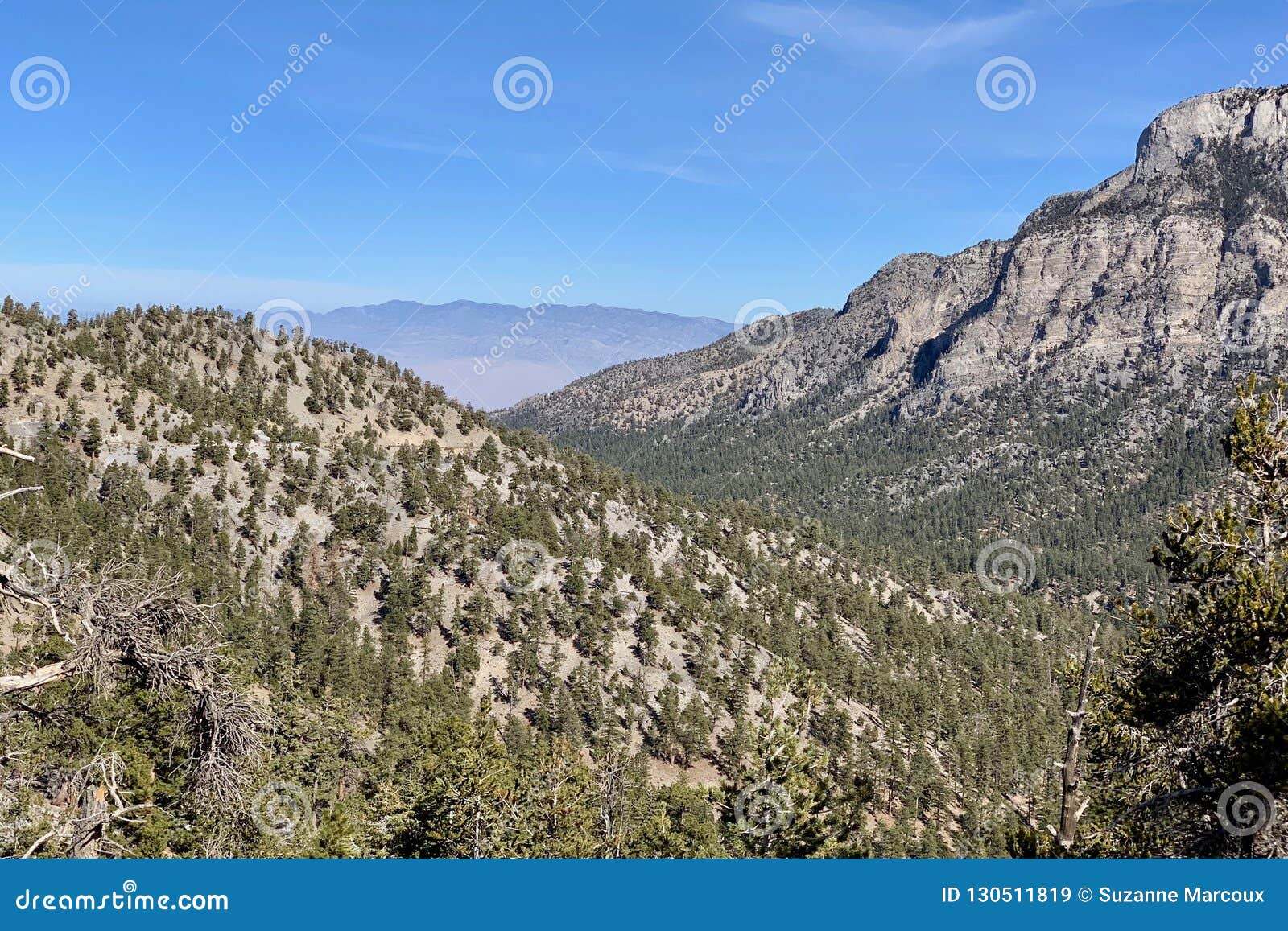 Upper Bristlecone Loop Trail, Mt. Charleston, Nevada Stock Image ...