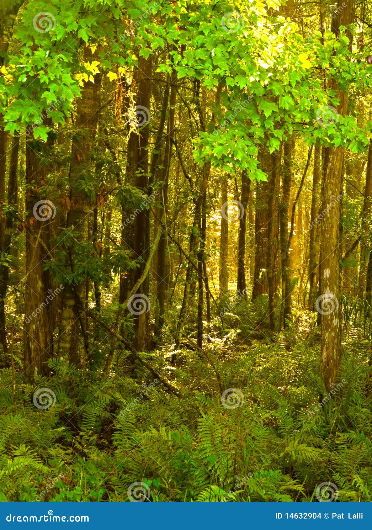 Forest vertical HDR 1 stock photo. Image of florida, swamp - 14632904