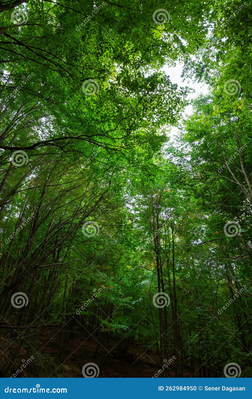 Forest Vertical Photo. Green Trees in a Forest Stock Photo - Image of ...