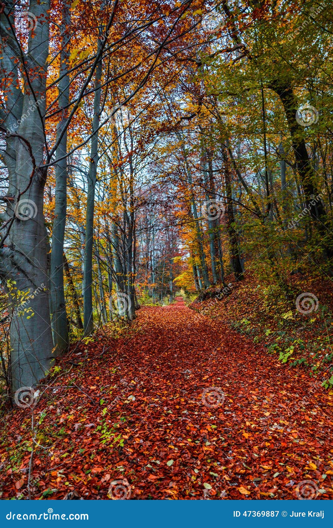 Forest stock image. Image of walk, hiking, tree, nature - 47369887