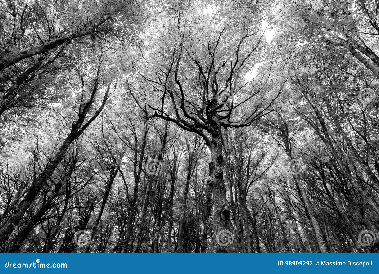 Forest with Very Expressive Trees Stock Image - Image of beautiful ...