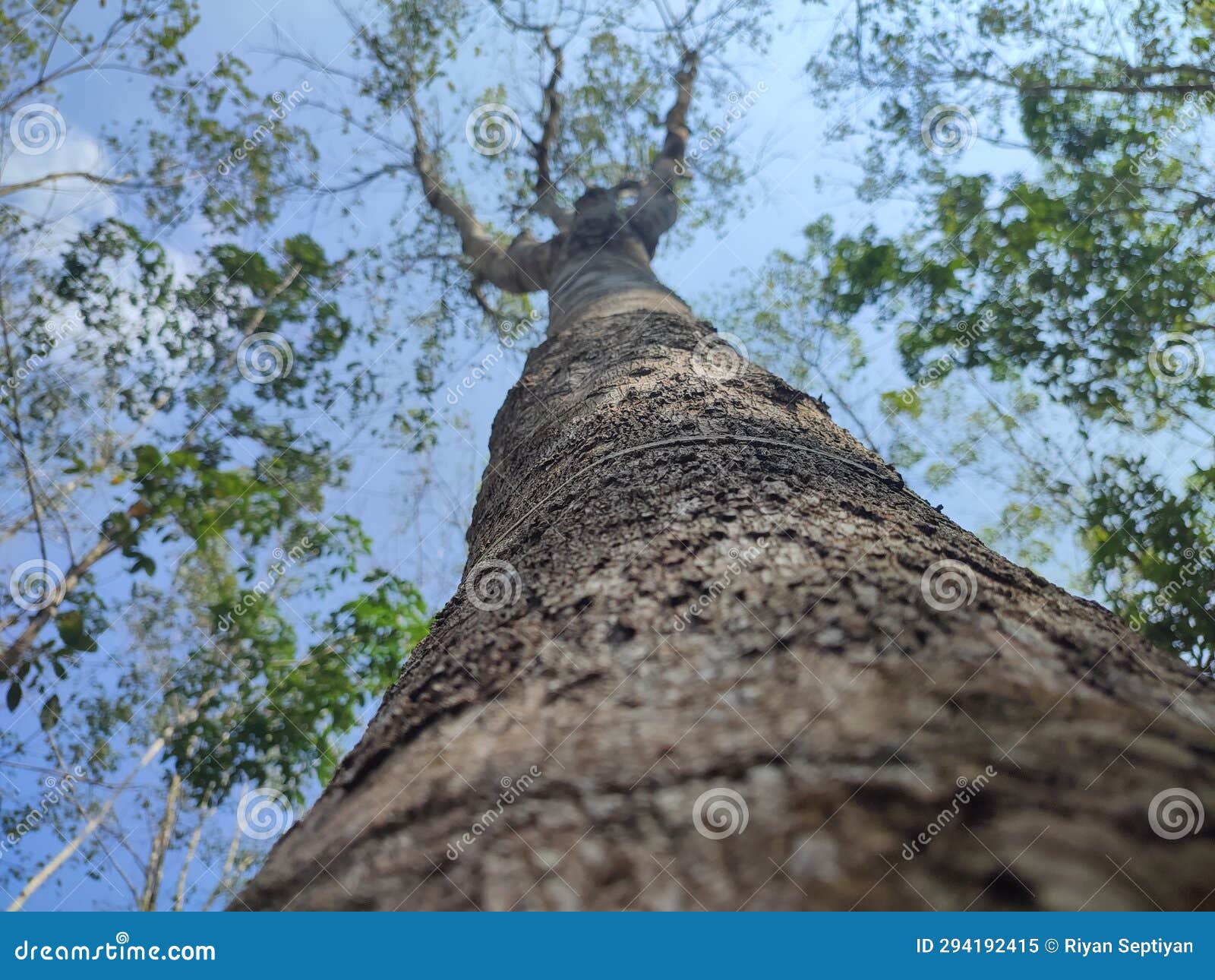 The Forest is Very Lush and Contains Good Air Stock Image - Image of ...
