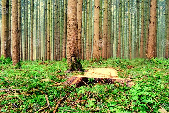 Forest view stock image. Image of beautiful, chop, forest - 13331507
