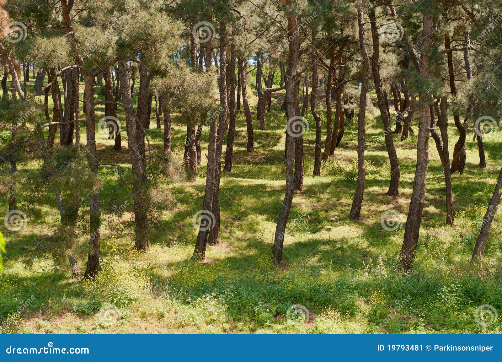 Forest View stock image. Image of forest, trees, nature - 19793481