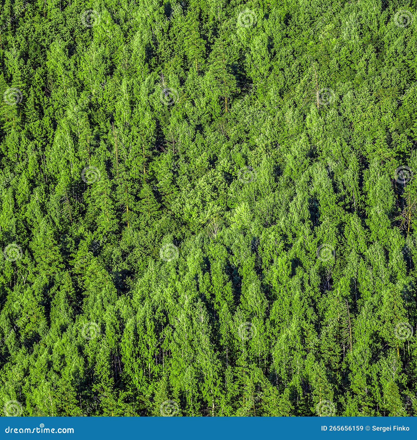 Forest view from above stock image. Image of area, ecosystem - 265656159